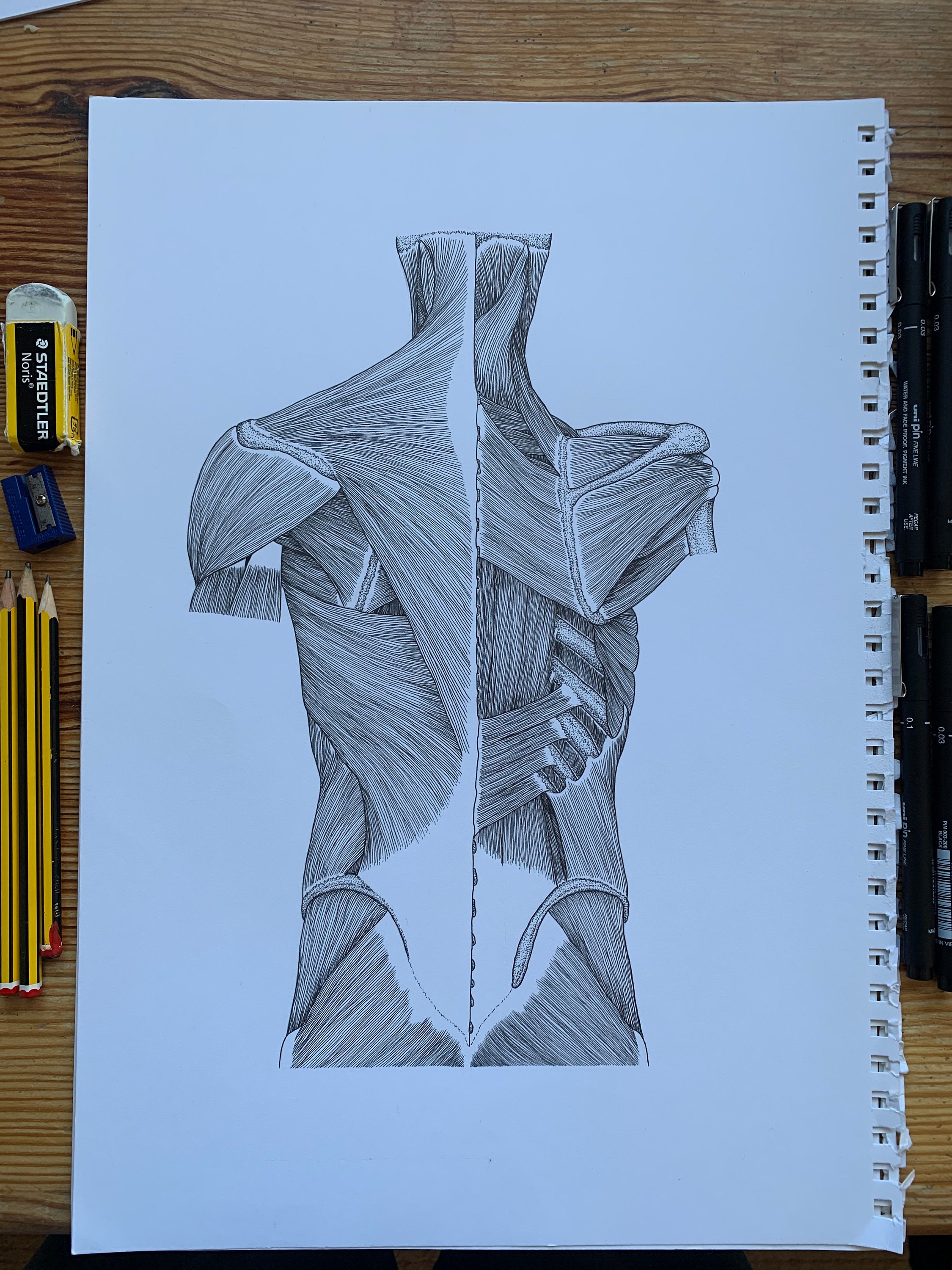 Back Musculature Anatomy Poster Print | Clinic Decor Wall Hangings ...