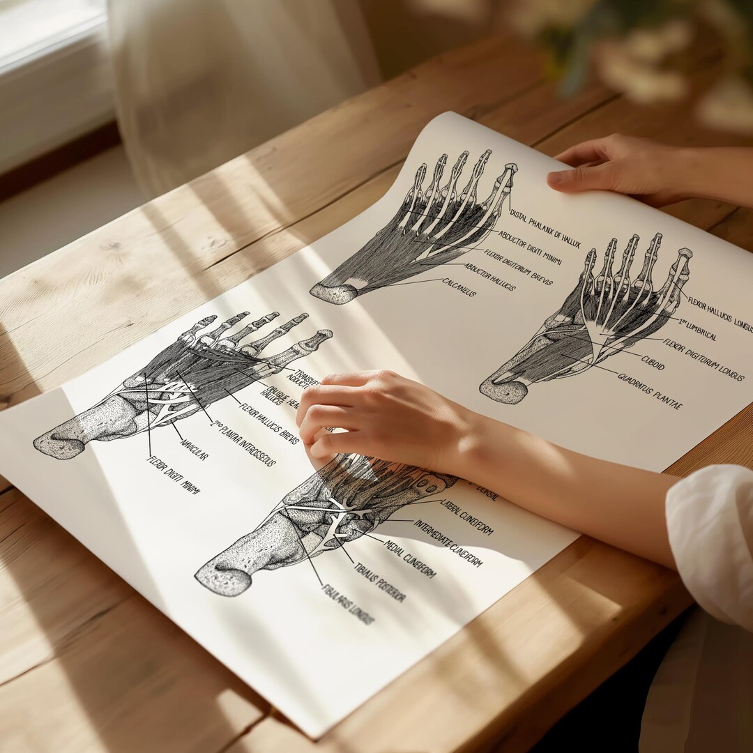 Plantar Foot Anatomy Print | Hand-drawn Wall Art for Podiatrists and ...