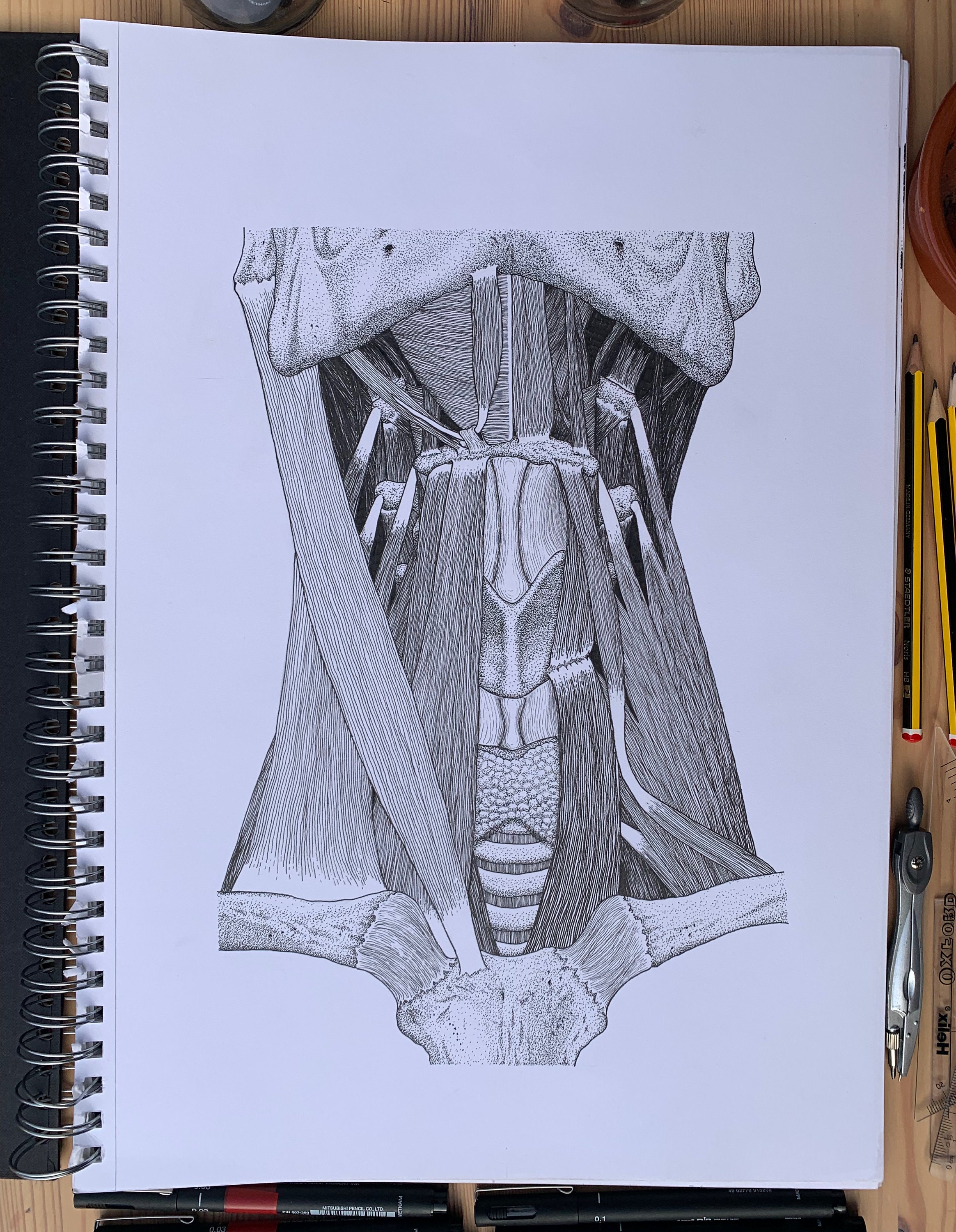 Neck and Hyoid Musculature Human Anatomy Print | Medical Decoration ...