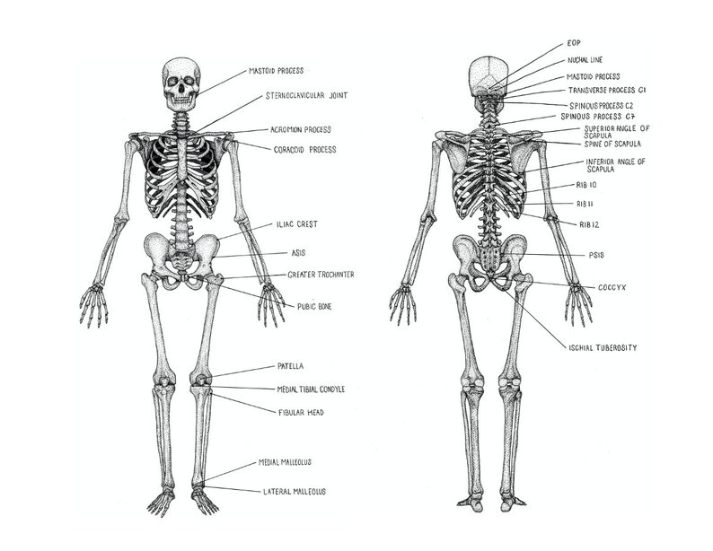 Anterior and Posterior Skeleton labelled Human Anatomy - Etsy