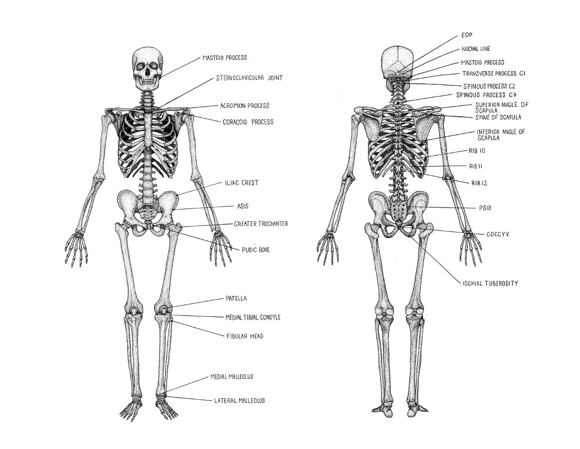 Anterior and Posterior Skeleton labelled Human Anatomy - Etsy
