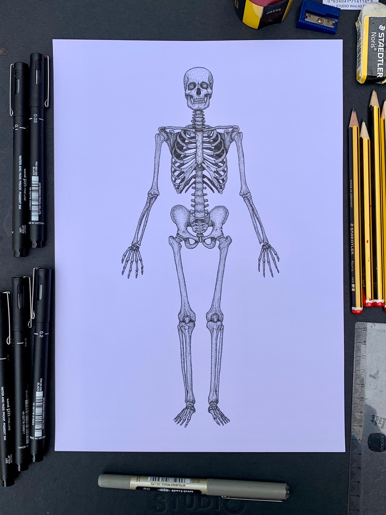 Anterior Skeleton | Human Anatomy Prints | Clinically Accurate Drawings ...
