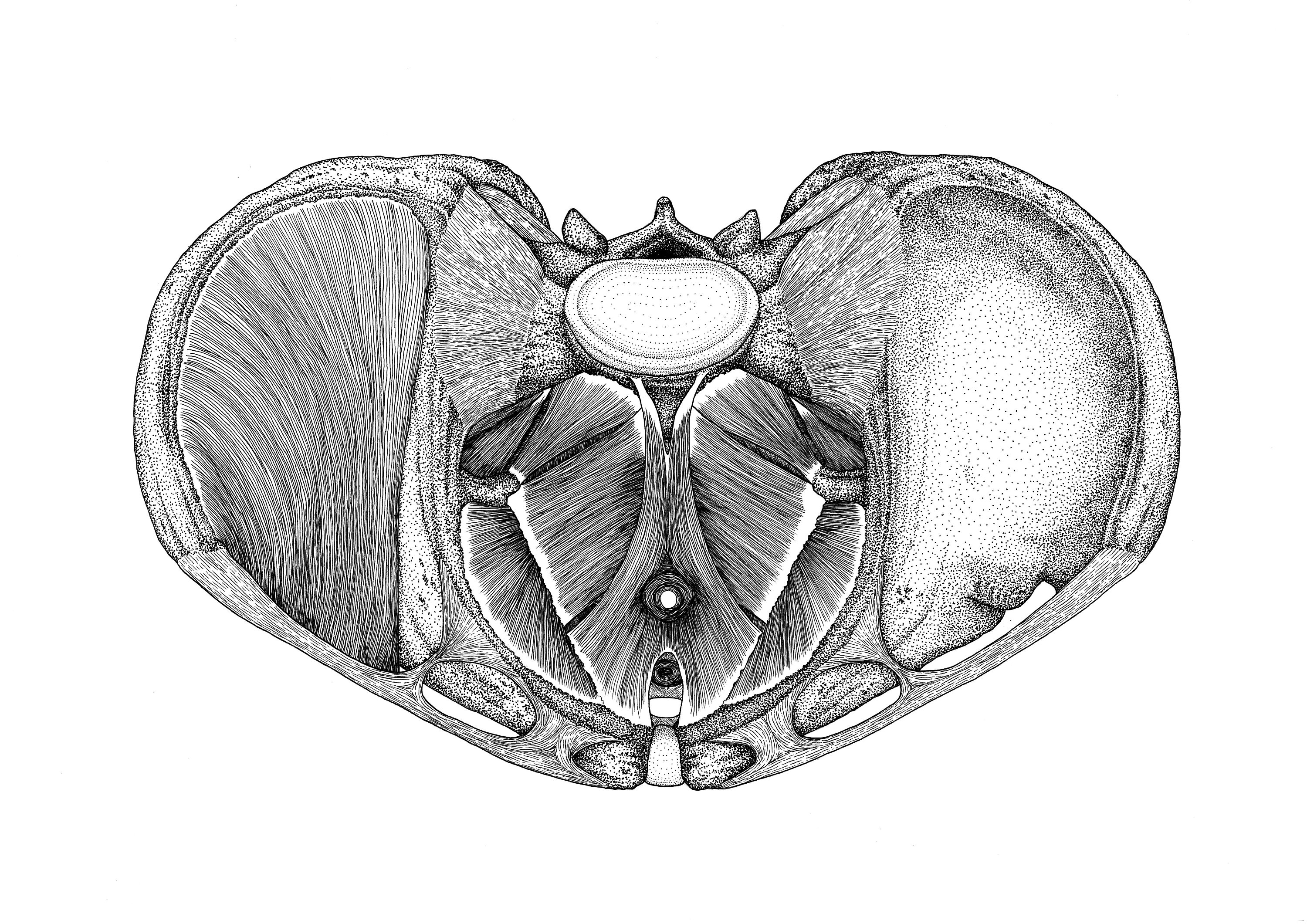 Muscles of the Pelvic Floor Human Anatomy Prints Clinically Accurate ...