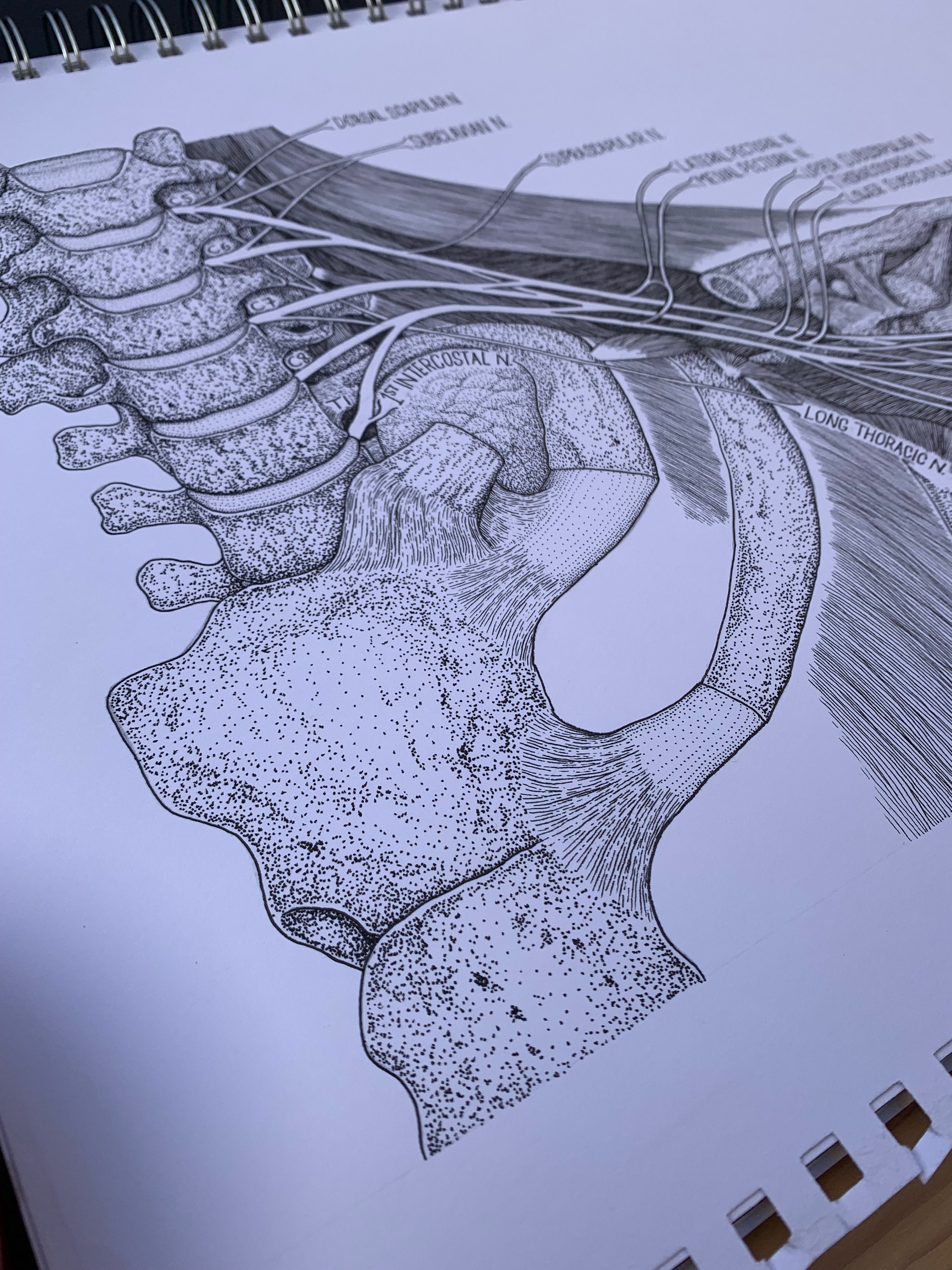 Brachial Plexus Anatomy Poster Print | Clinic Decor Wall Hangings ...