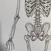 Posterior Skeleton unlabelled Human Anatomy Prints Clinical Drawings ...