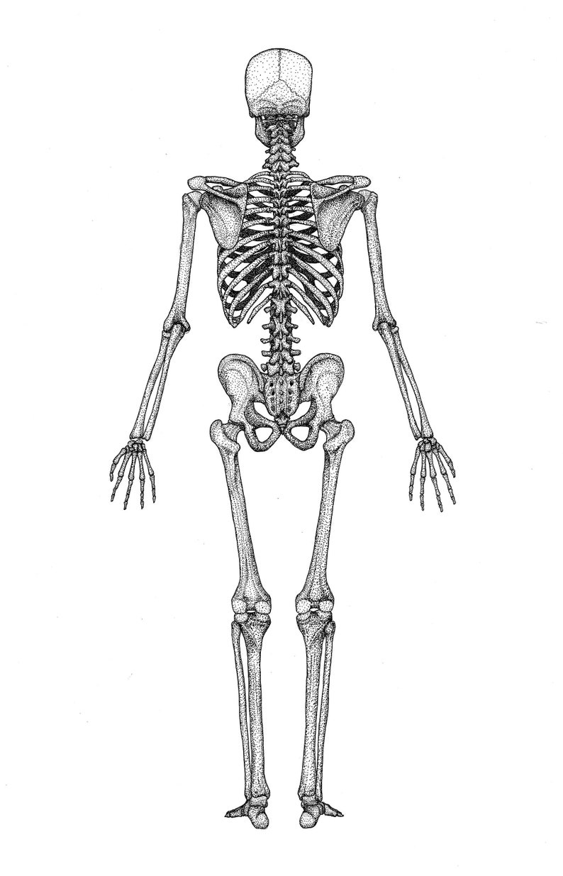 Posterior Skeleton Human Anatomy Prints Clinically Accurate Drawings ...