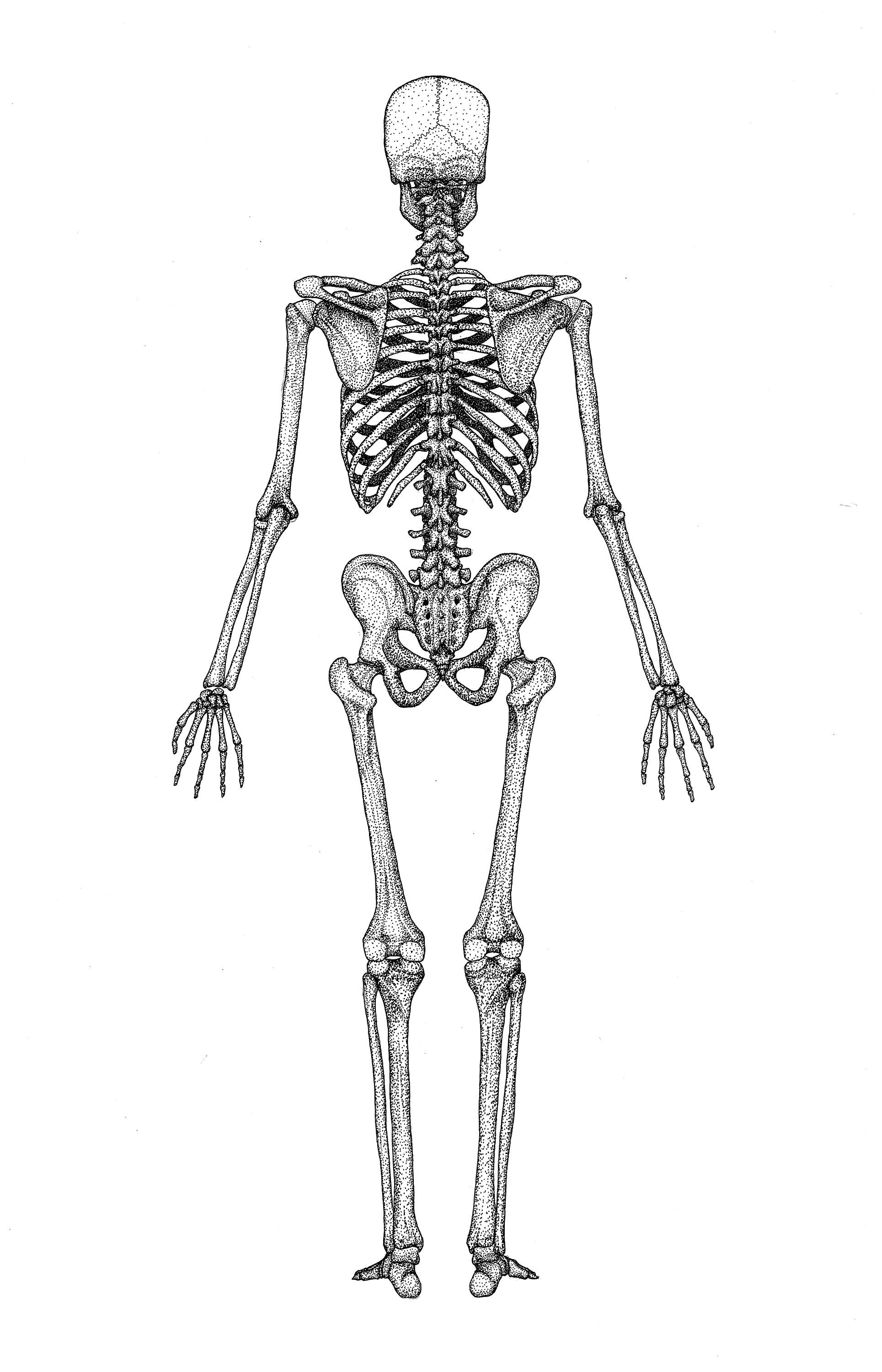 Posterior Skeleton Human Anatomy Prints Clinically Accurate Drawings ...