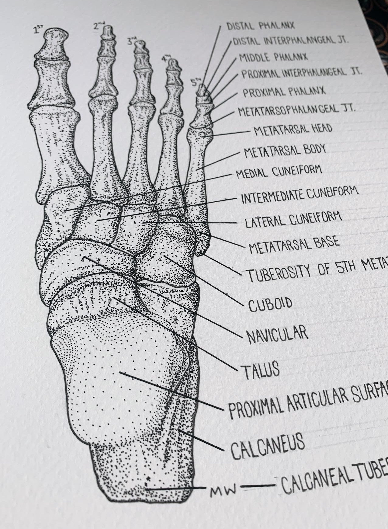 Bones of the Foot Human Anatomy Print Medical Decoration Wall Decor ...