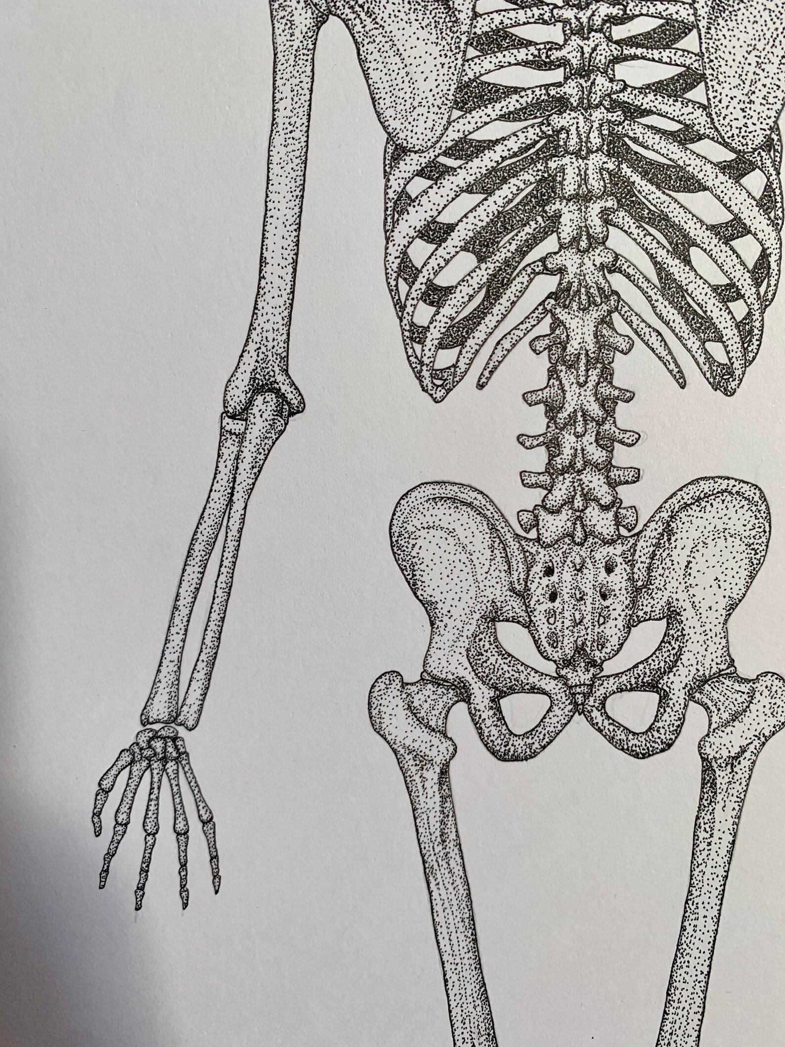 Posterior Skeleton | Human Anatomy Prints | Clinically Accurate ...