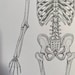 Posterior Skeleton | Human Anatomy Prints | Clinically Accurate ...