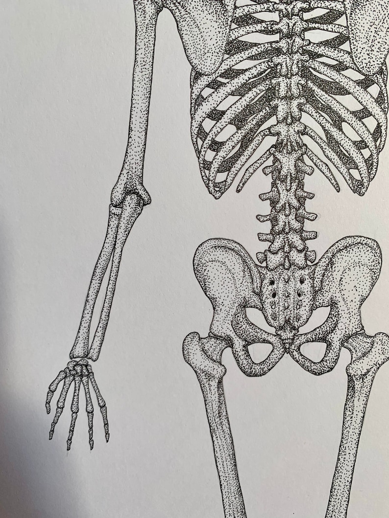 Posterior Skeleton | Human Anatomy Prints | Clinically Accurate ...