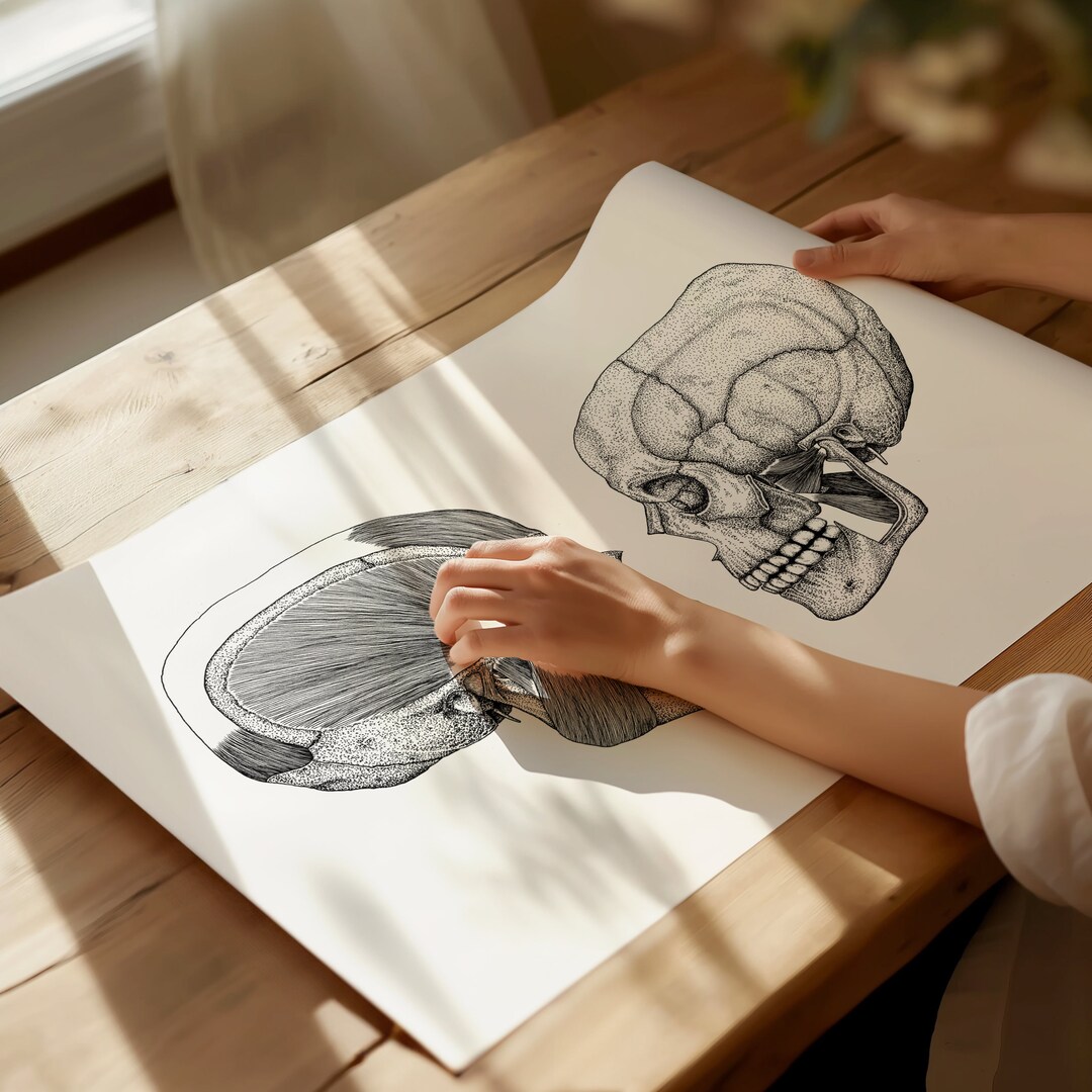 TMJ Anatomy Poster | Hand-drawn Temporomandibular Joint Art for ...