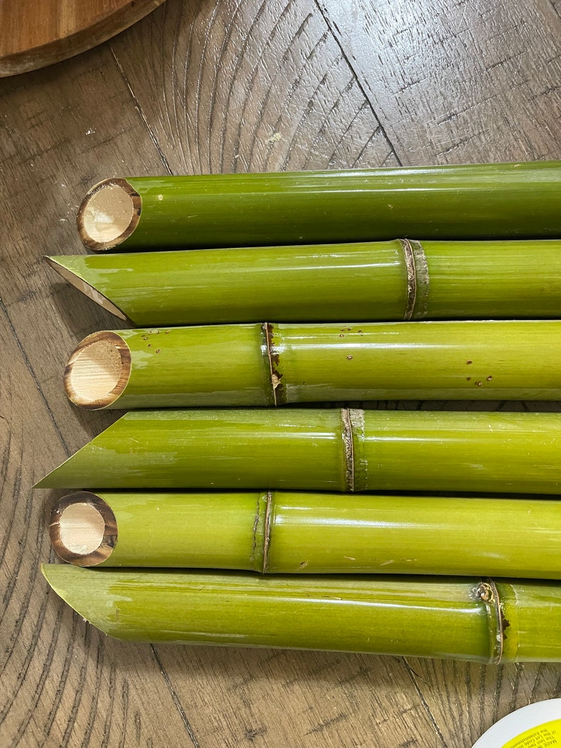 1.5” Fresh Cut Natural Green Bamboo Pole: 45 Degree Angle Cut, DIY ...
