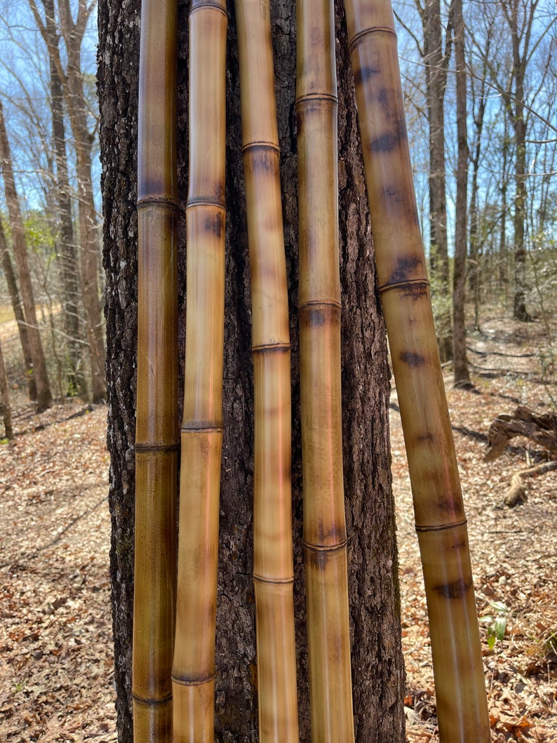 1 Flame Cured Bamboo Poles you Choose Length CUT TO ORDER - Etsy