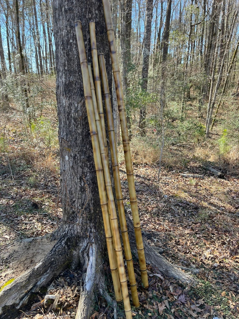 1 Flame Cured Bamboo Poles you Choose Length CUT TO ORDER - Etsy