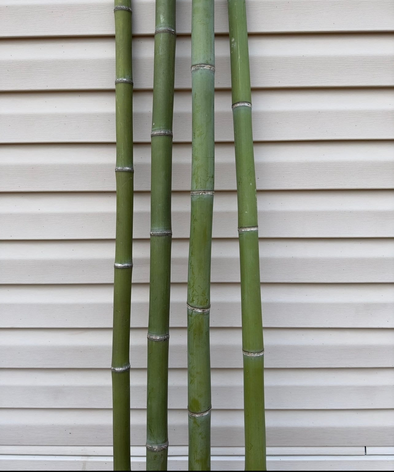 1 Fresh Cut Natural BAMBOO Poles you Choose Length 1ft - Etsy