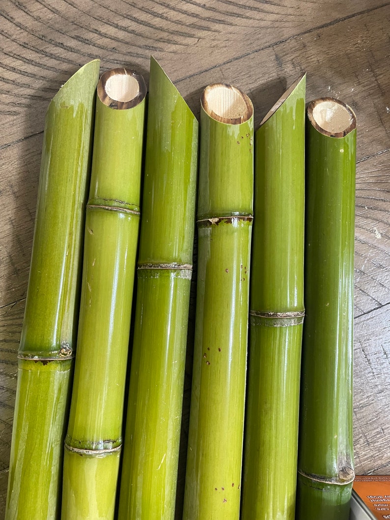 1.5” Fresh Cut Natural Green Bamboo Pole: 45 Degree Angle Cut, DIY ...