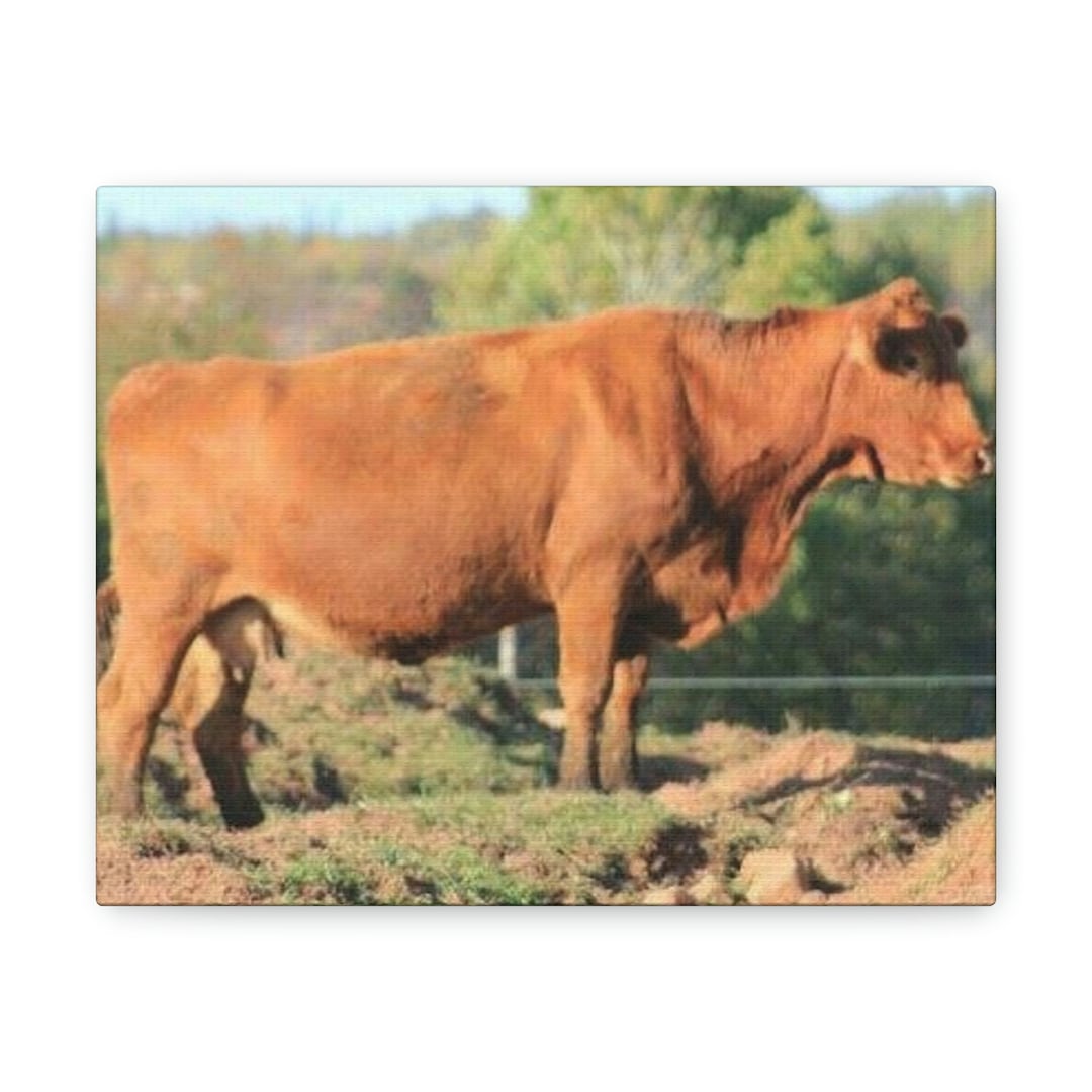 Farm Bull Canvas - Etsy