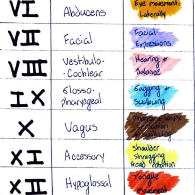 Cranial Nerves - Etsy