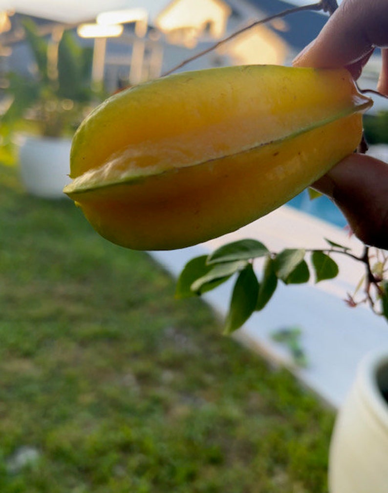 Star Fruit (averrhoa Carambola) Seeds - Etsy