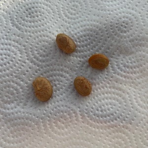 Araza (eugenia Stipitata) 4 Seeds - Etsy