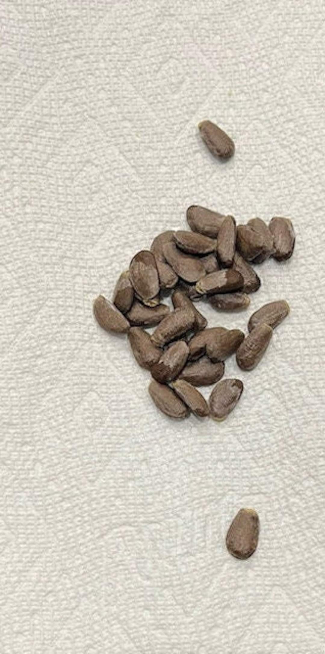 Rollinia Deliciosa Biriba (10 Fresh Seeds) Tropical Fruit - Etsy