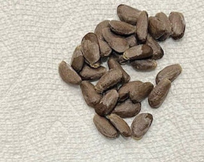 Rollinia/5 Seeds/rollinia Deliciousa/tropical Fruit Tree Seed/seeds/hawaii Tree Seeds - Etsy