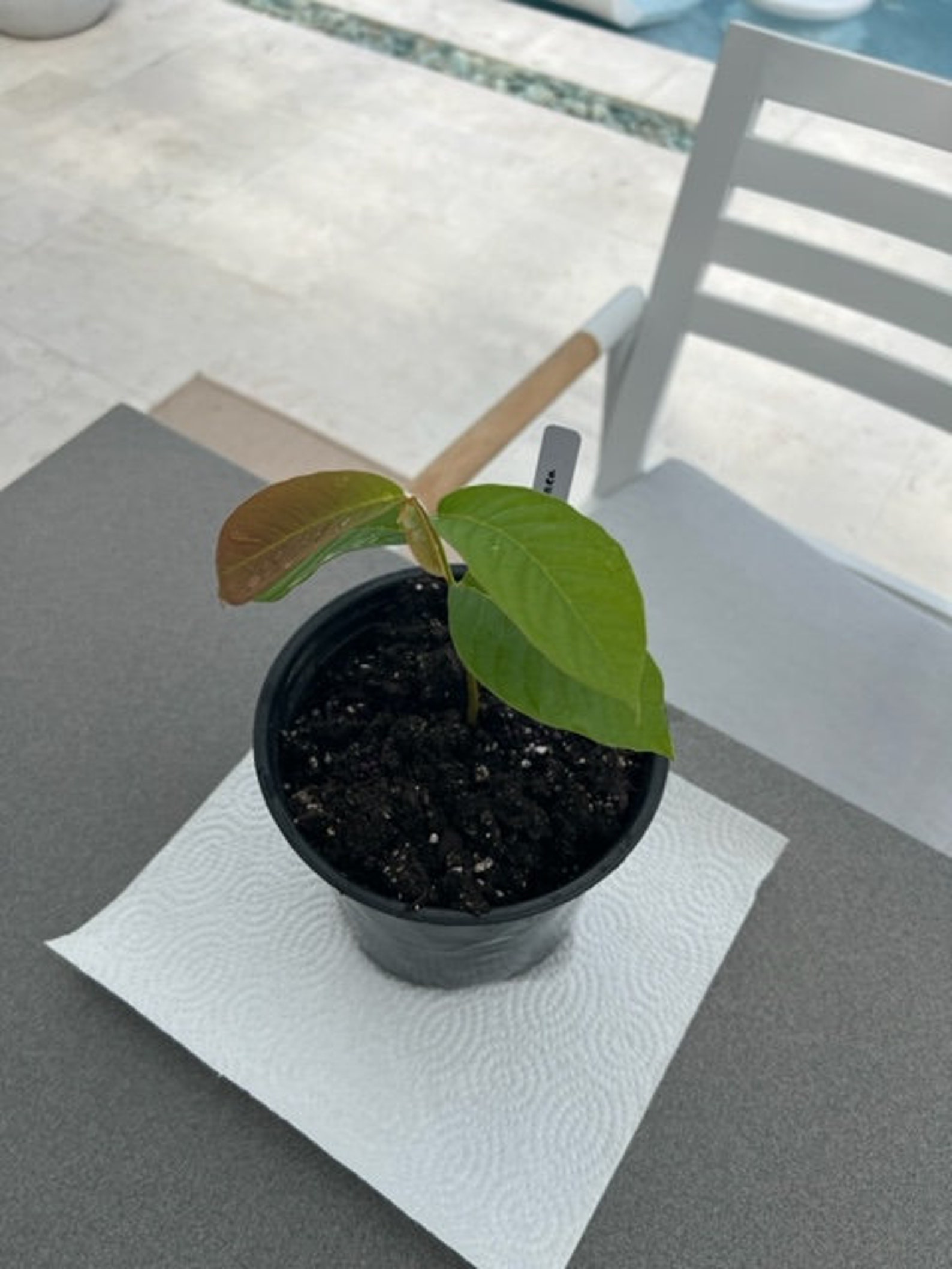 Soncoya annona Purpurea RARE Seedling - Etsy