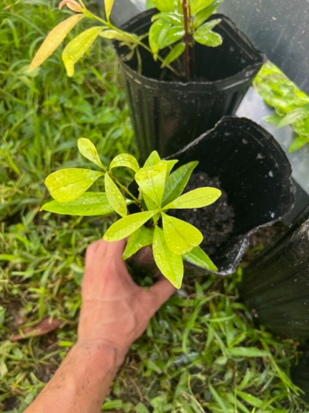 Grumichama (eugenia Brasiliensis) Brazilian Cherry ROOTINGS - FRUITS ...