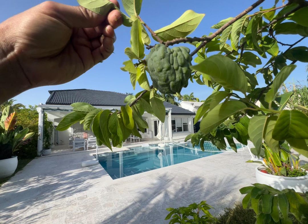 Geffner Atemoya (annona Squamosa X Annona Cherimoya Seedling) - Etsy