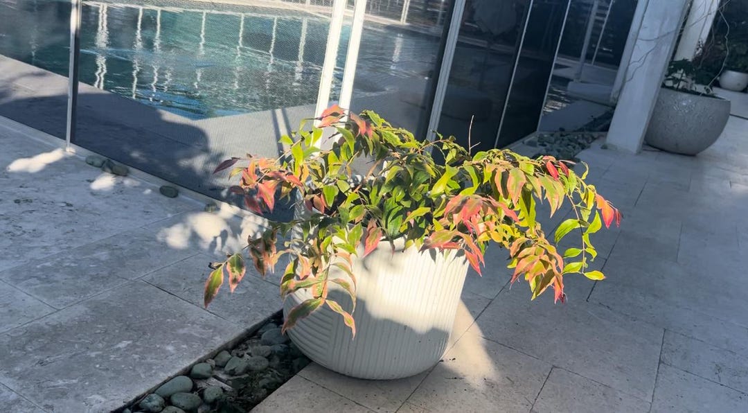 GRAFTED Pink Variegated Plinia Coronata Jaboticaba **SUPER RARE** - Etsy