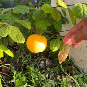 Araza (eugenia Stipitata) 4 Seeds - Etsy