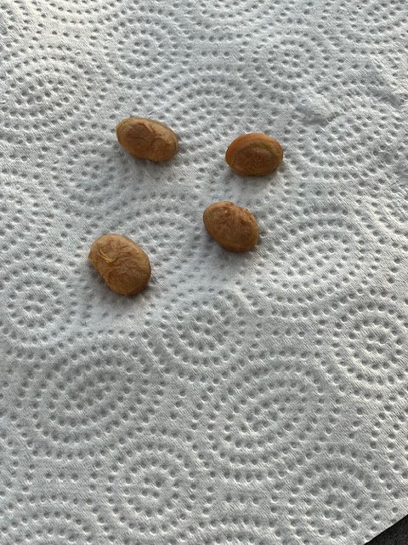 Araza eugenia Stipitata 4 Seeds - Etsy