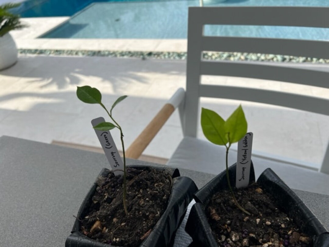Golden Soursop SPECIAL (annona Muricata) Seedling - Etsy