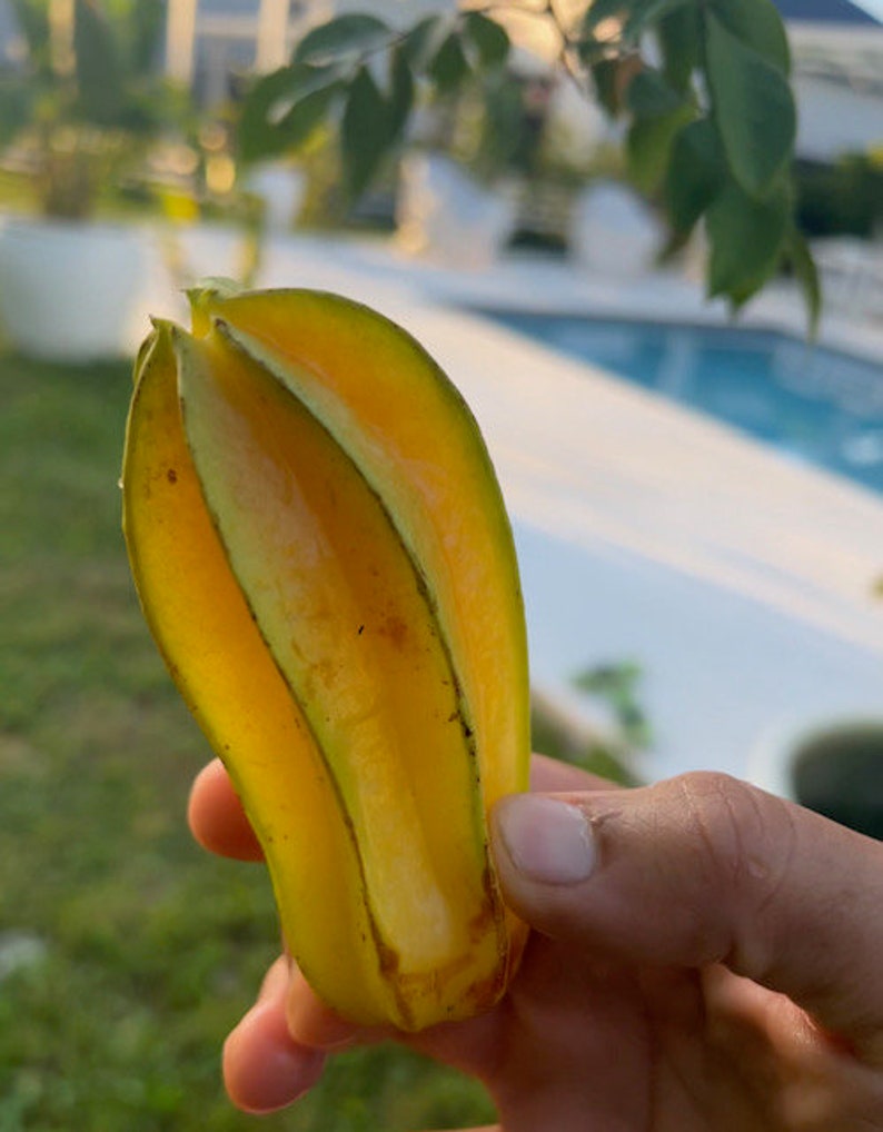 Star Fruit (averrhoa Carambola) Seeds - Etsy