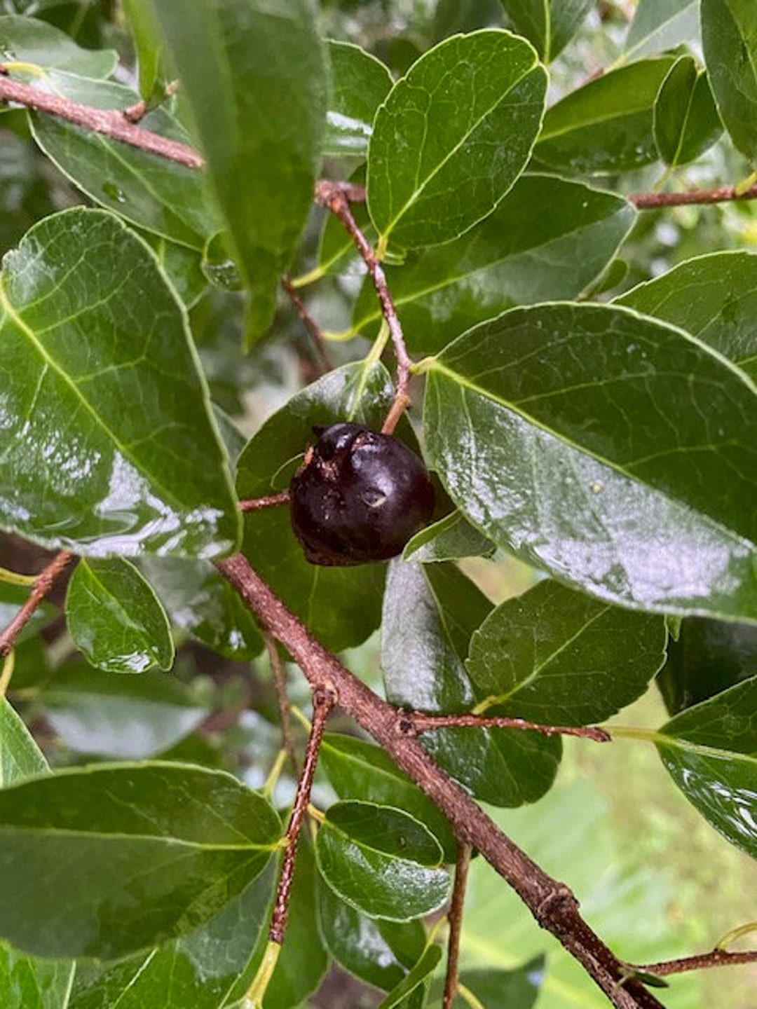 Flacourtia Indica (governor's Plum) 1 Gal Seedling *RARE* - Etsy