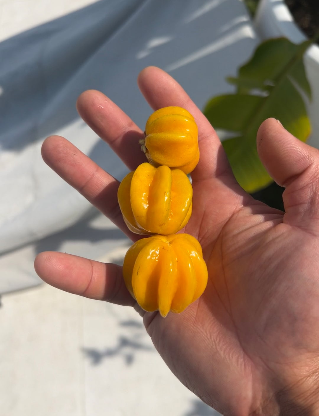 Pitangatuba - Star Cherry - Eugenia Selloi - 3 Fresh Seeds - Etsy