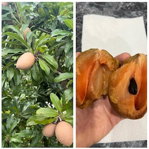 10 Alano Sapodilla (manilkara Zapota) Seeds - Etsy