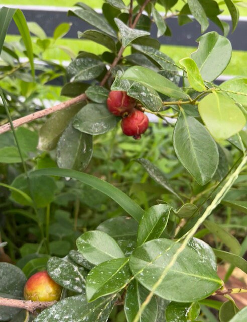 Strawberry Guava/red Cattley Guava (psidium Cattleianum) Seeds - Etsy