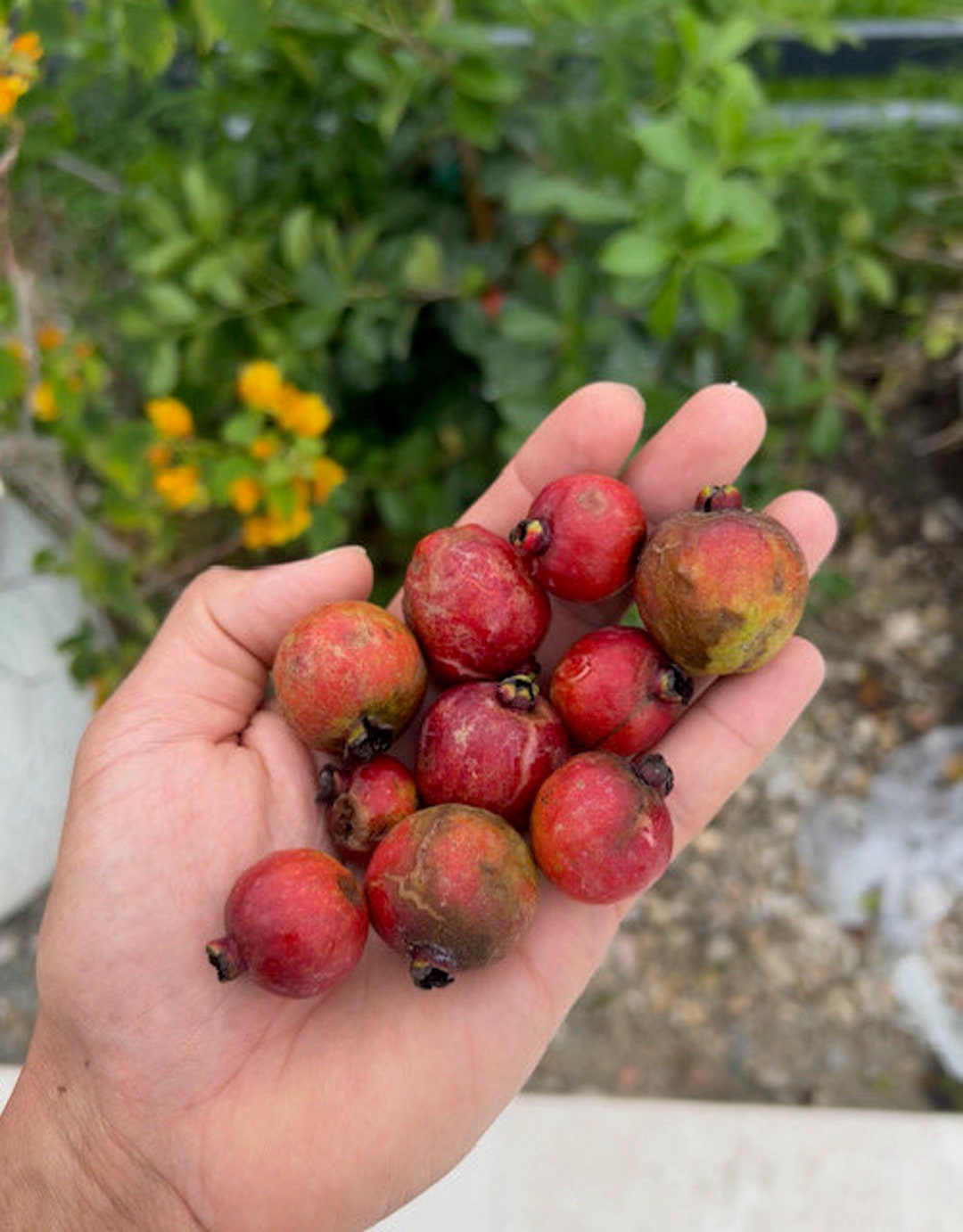 Strawberry Guava/red Cattley Guava (psidium Cattleianum) Seeds - Etsy