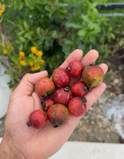 Strawberry Guava/red Cattley Guava (psidium Cattleianum) Seeds - Etsy