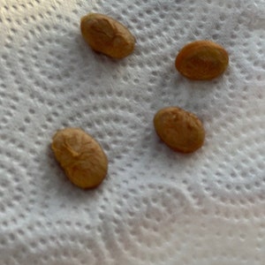 Araza (eugenia Stipitata) 4 Seeds - Etsy