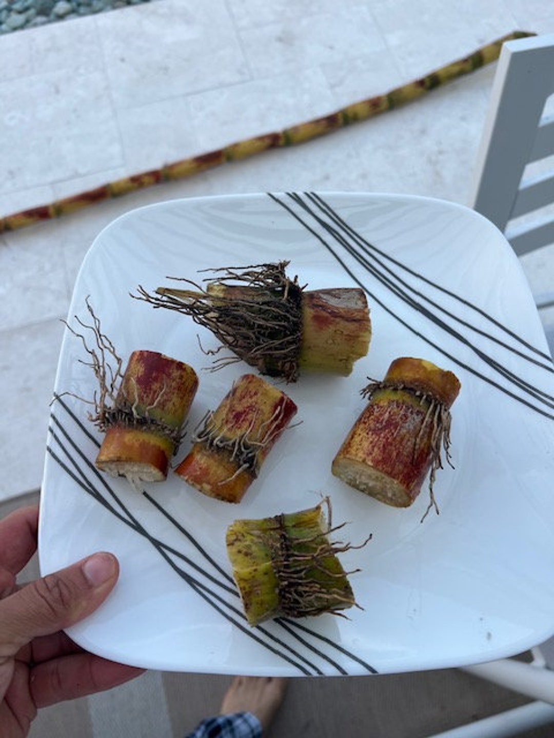 5 Sugar Cane Roots - Etsy