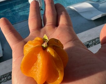 Pitangatuba Star Cherry, Eugenia Selloi, Rooted Plant Shipped in 3" Pot ...