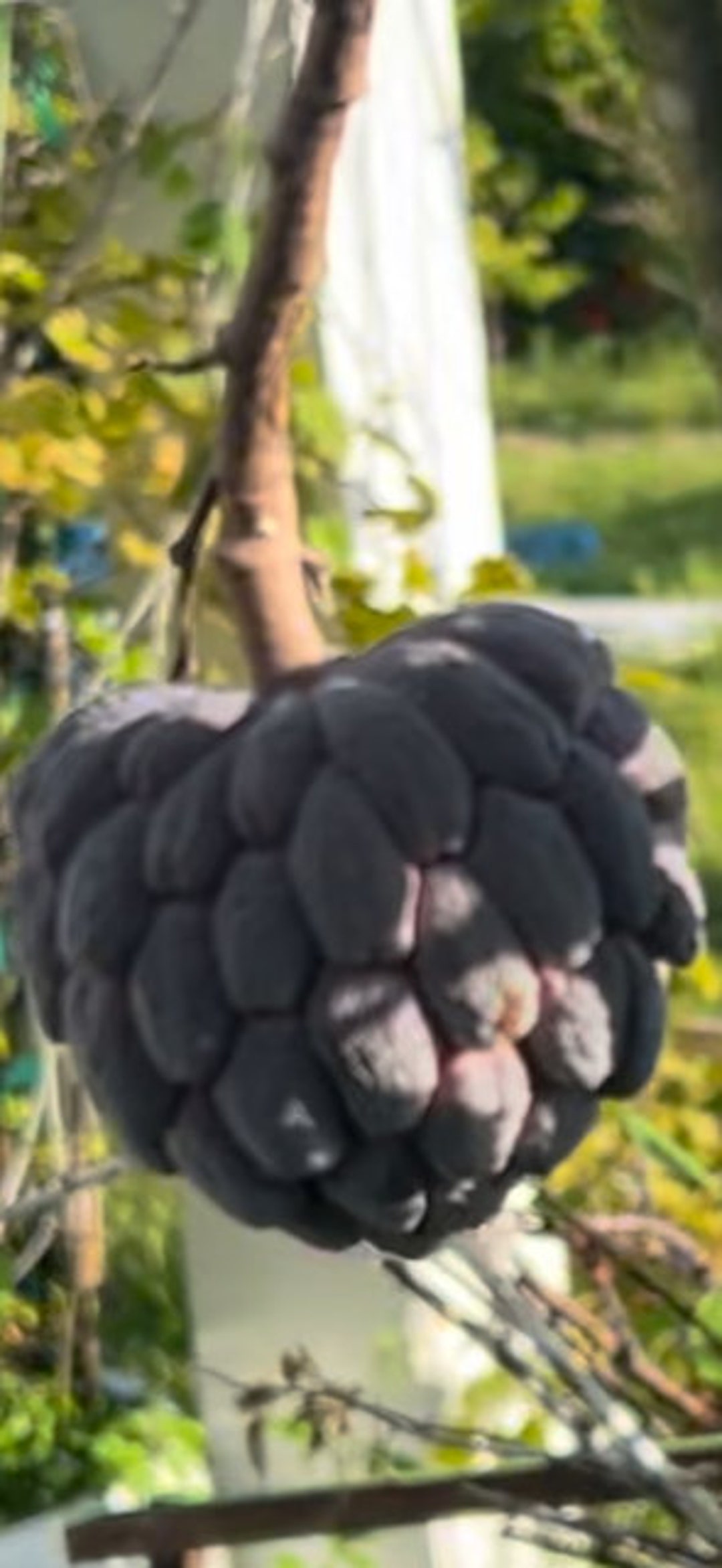 10 Purple Sugar Apple (annona Squamosa) Seeds - Etsy