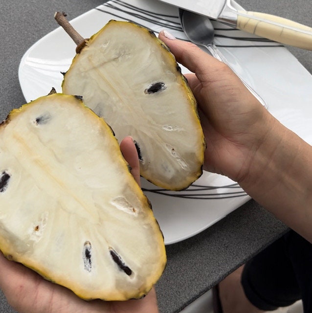 Rollinia Deliciosa Biriba (10 Fresh Seeds) Tropical Fruit - Etsy