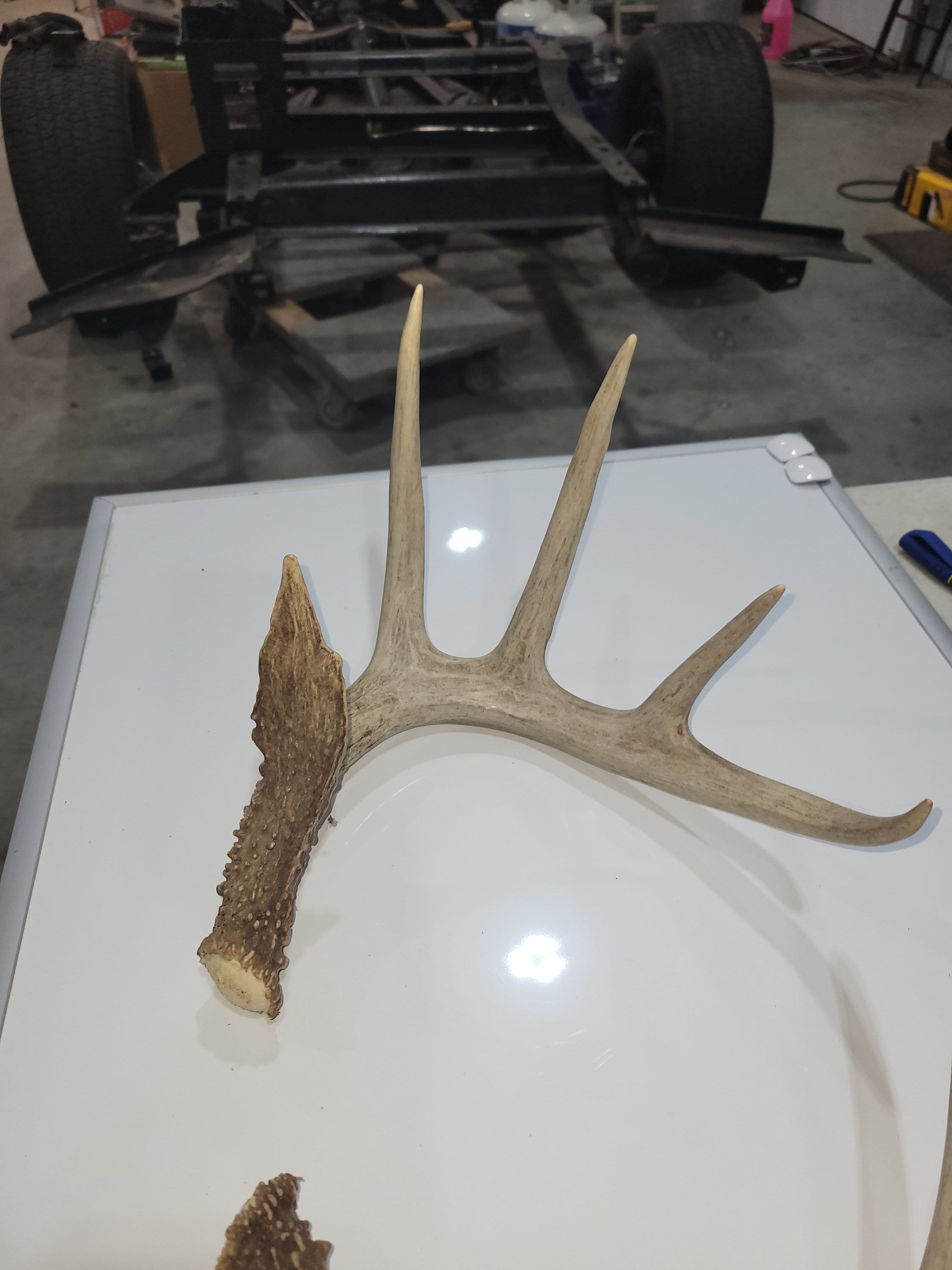 Whitetail Matched Antler Set - Etsy