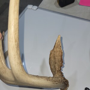 Whitetail Matched Antler Set - Etsy