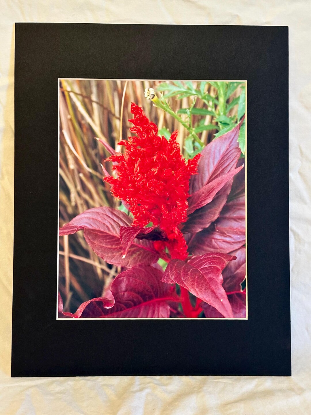 Matted Print Featuring Paw Prints by Marci Marzano, “mimi’s Garden ...