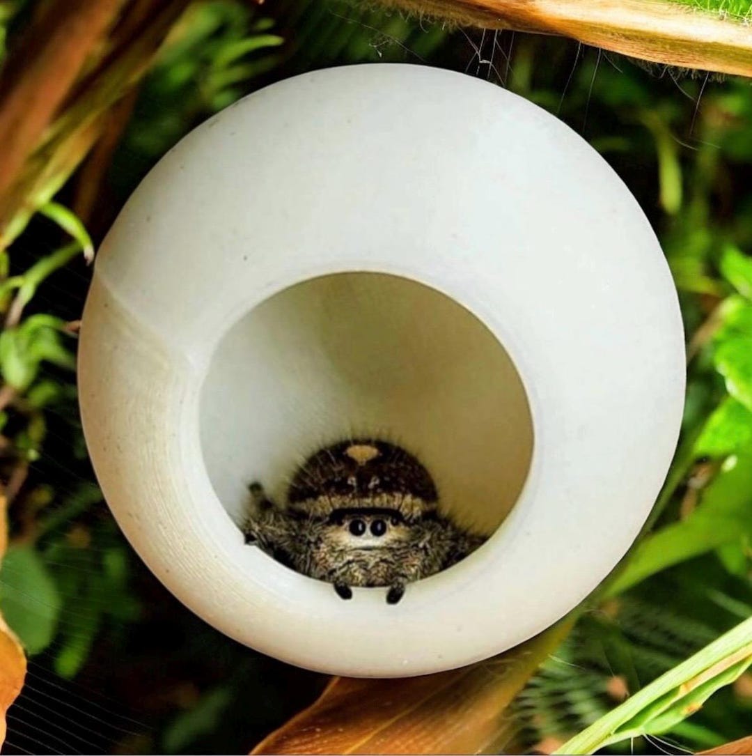 Ball Hide | Magnetic Jumping Spider Enclosure Decor - Etsy